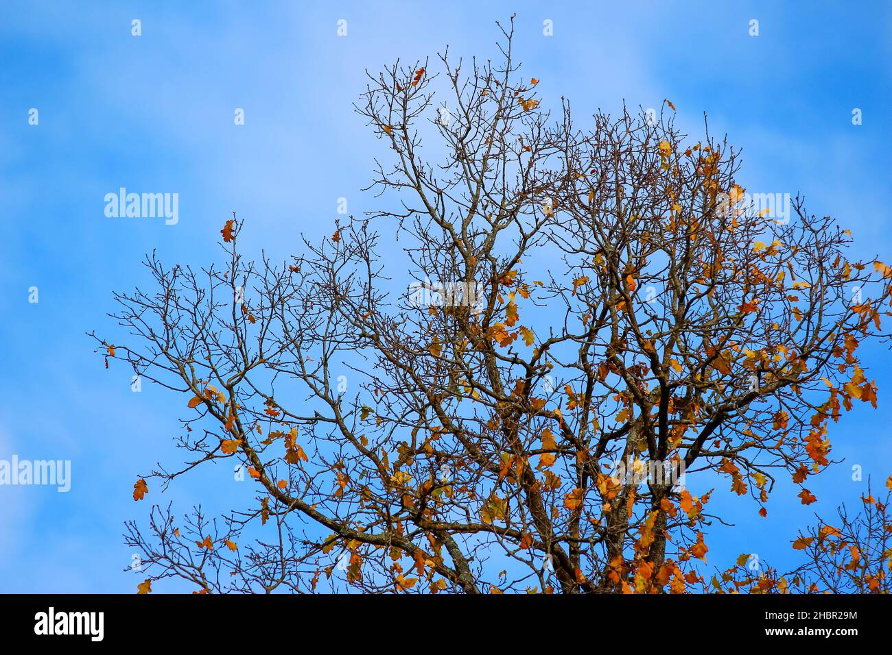 Oak tree crown with half fallen foliage in autumn Stock Photo - Alamy