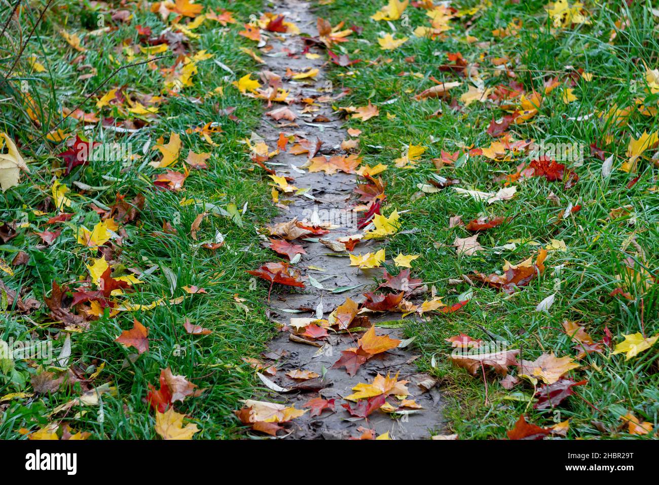 Path after rain hi-res stock photography and images - Alamy