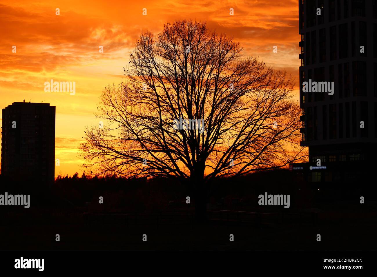 Bright fiery red sunset and silhouettes of a tree and high-rise ...