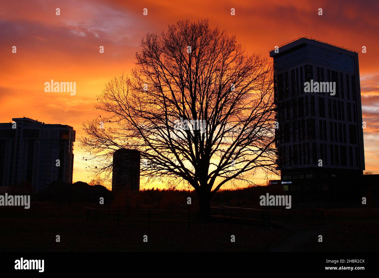Bright fiery red sunset and silhouettes of a tree and high-rise ...