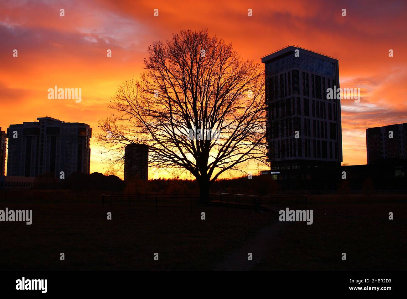 Bright fiery red sunset and silhouettes of a tree and high-rise ...