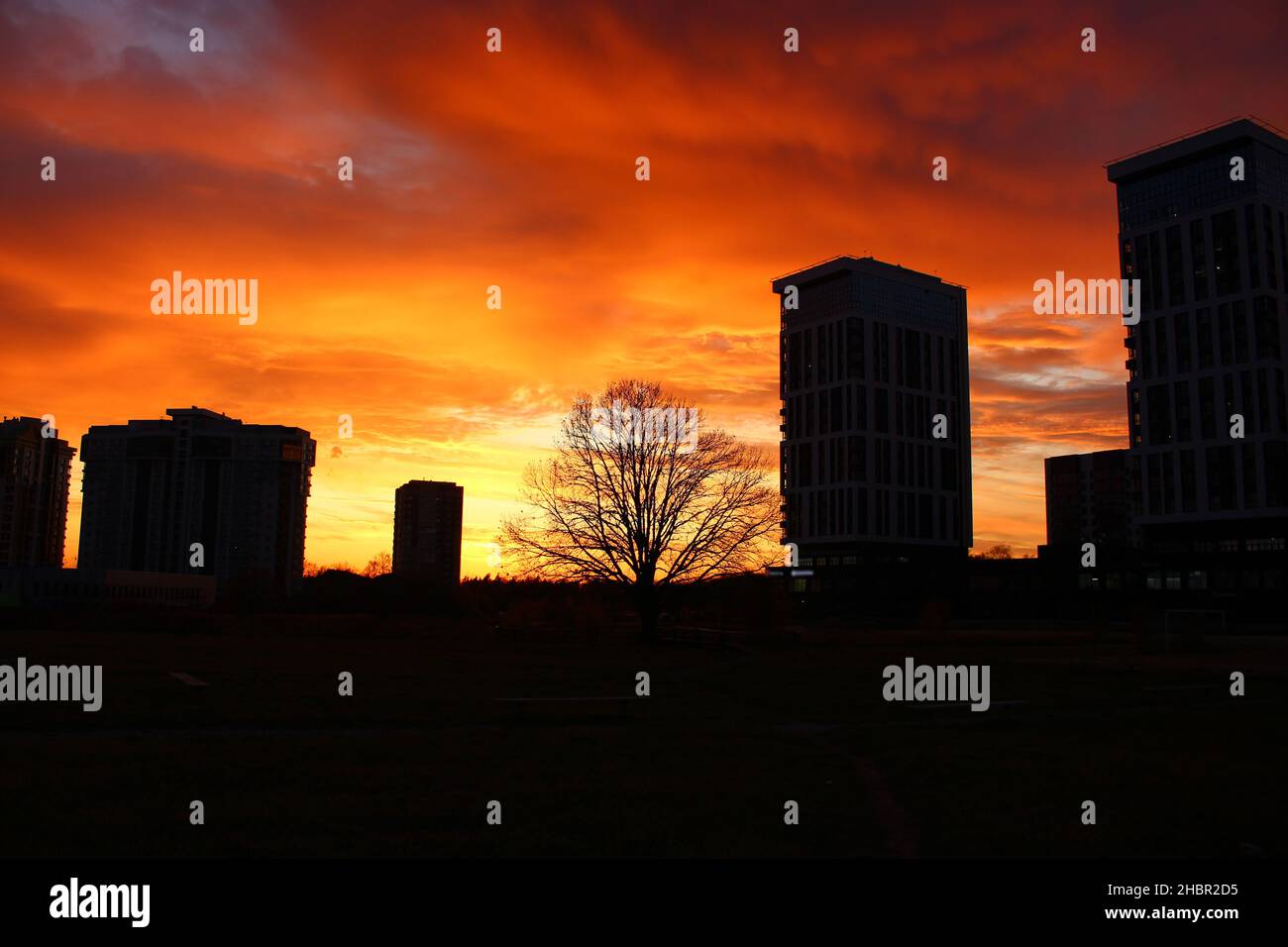 Bright fiery red sunset and silhouettes of a tree and high-rise ...