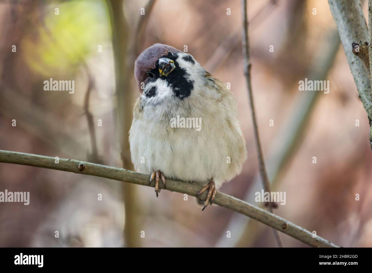 Funny sparrow hi-res stock photography and images - Alamy