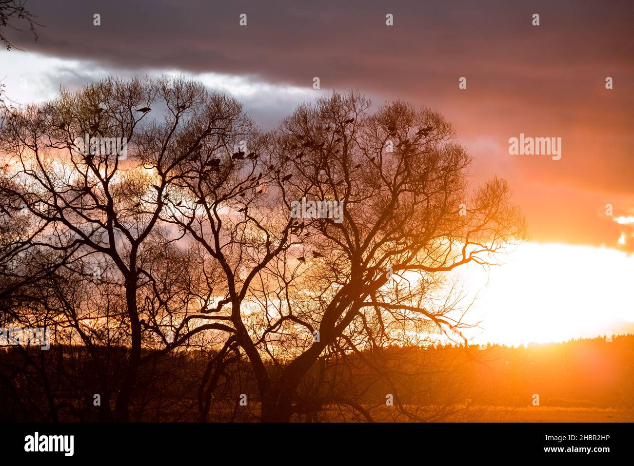 Crows in sunset sky hi-res stock photography and images - Alamy