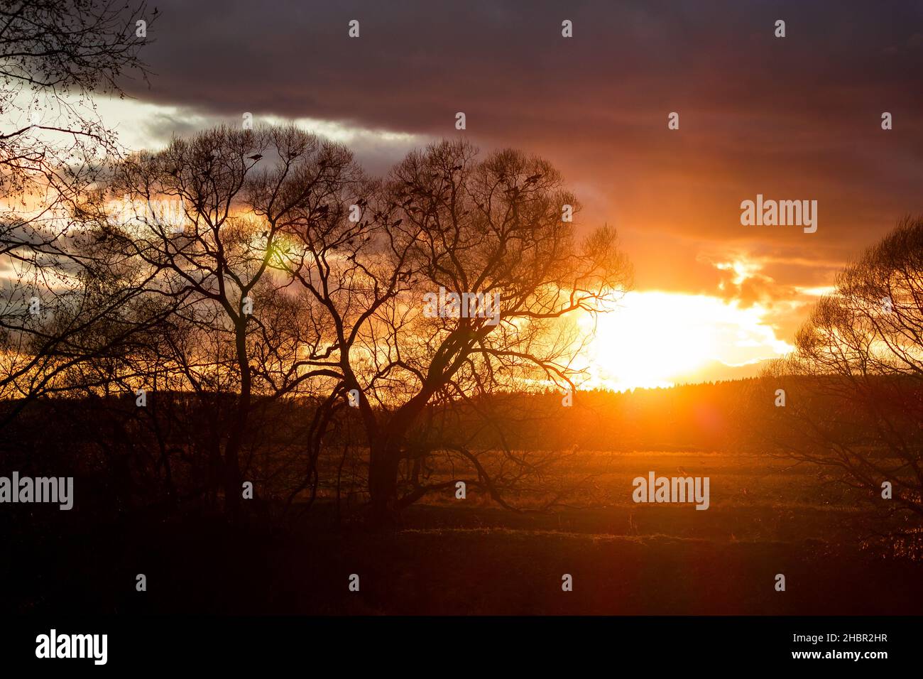 Crows in sunset sky hi-res stock photography and images - Alamy