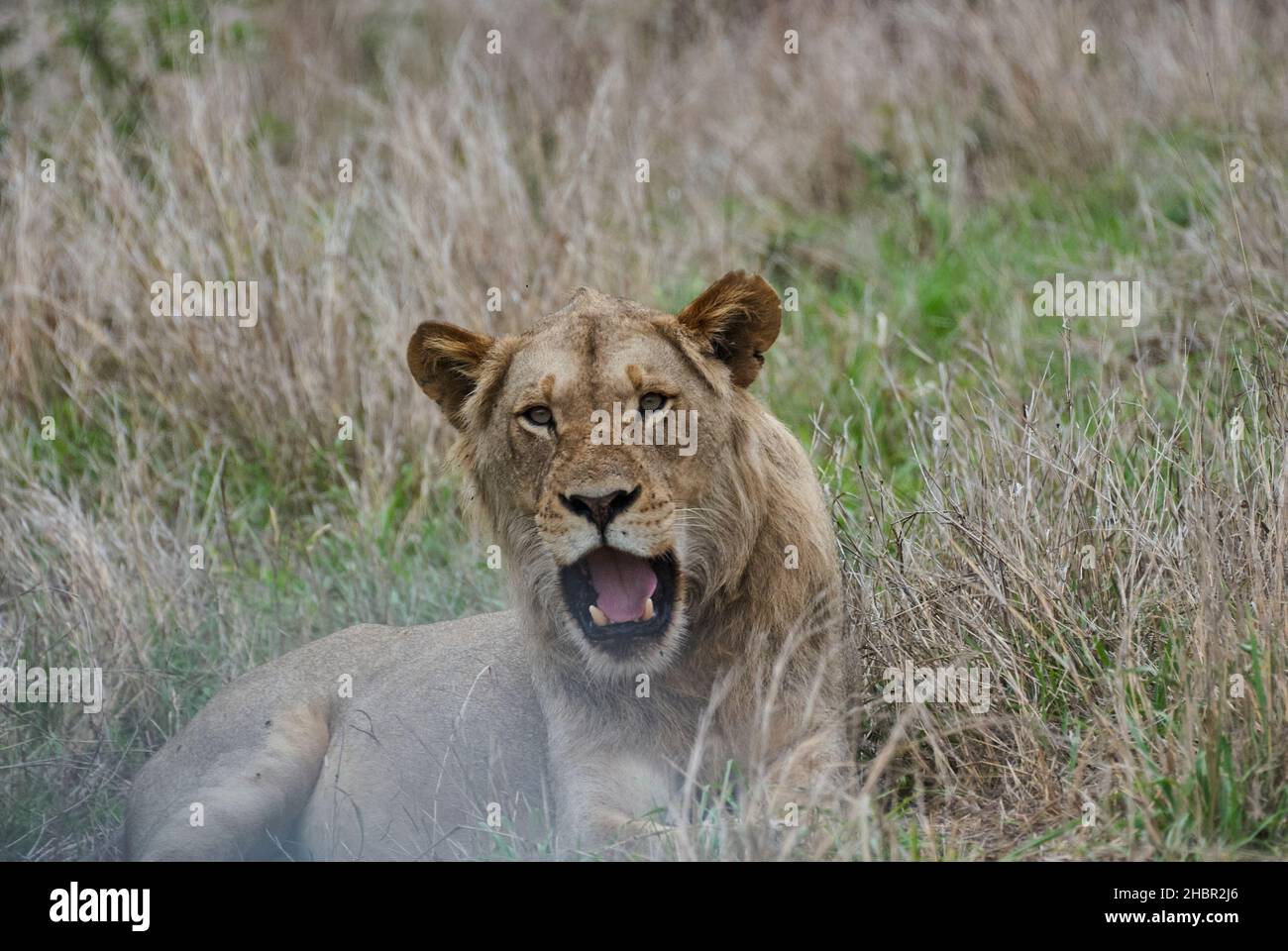 African Lion in its natural habitat in the bush Stock Photo - Alamy