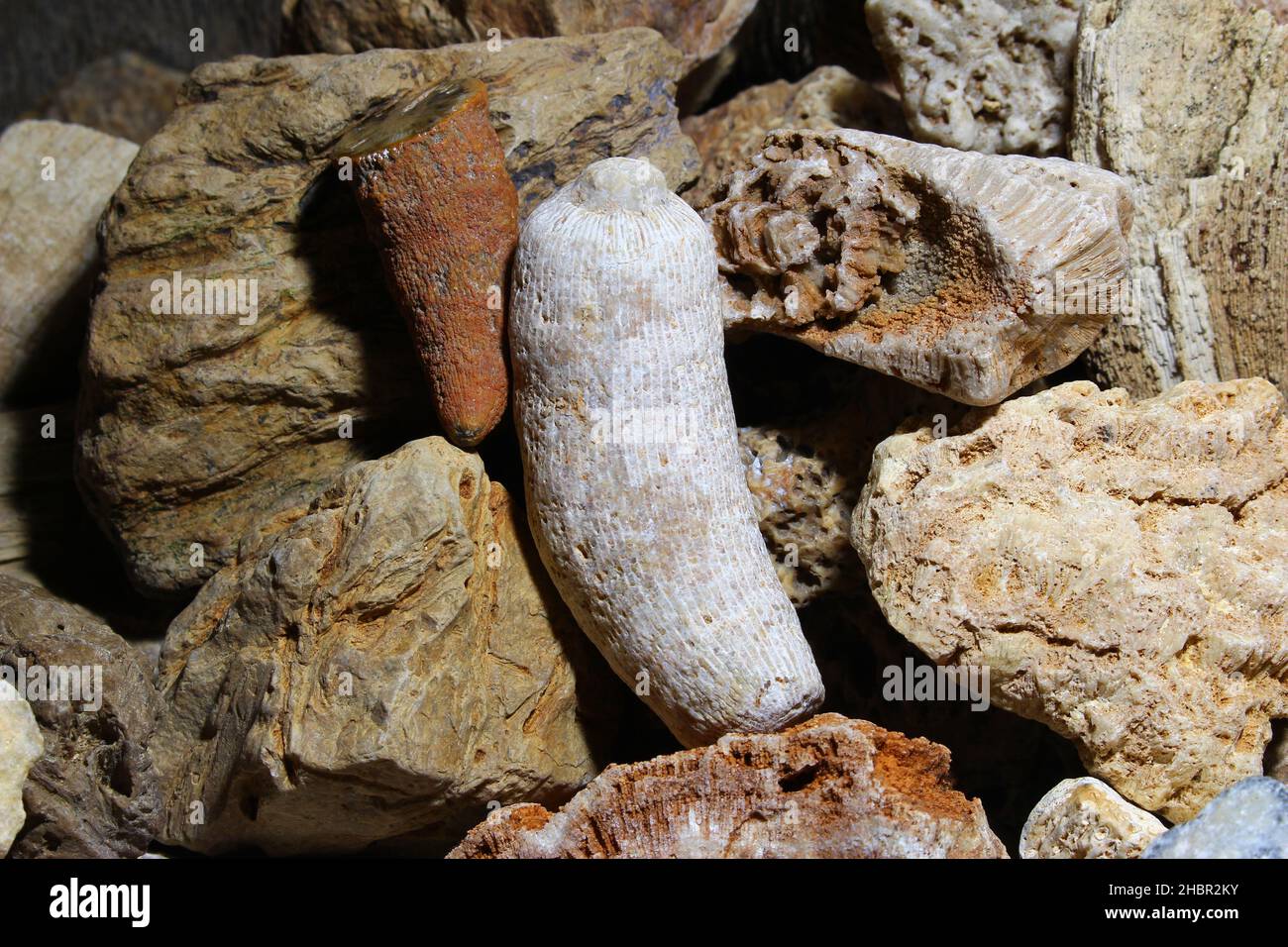 Collection of fossilized fossil sponges and corals. Carboniferous ...