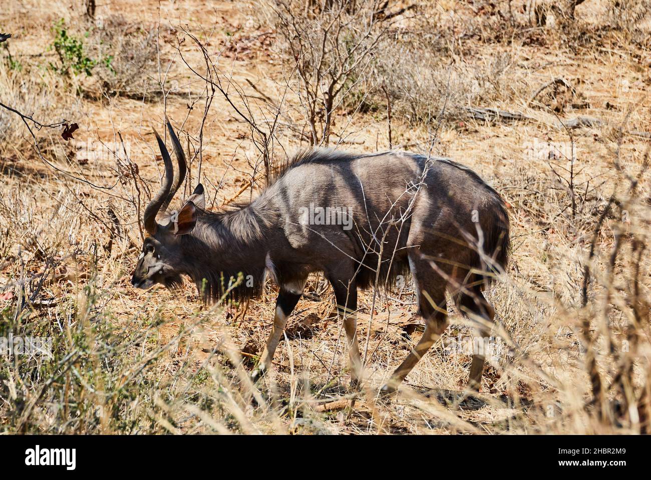 strong and proud nyala bull, Tragelaphus angasii, is a spiral horned ...
