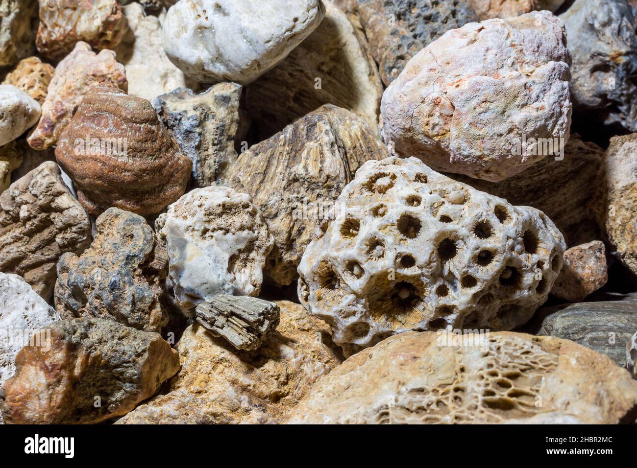 Collection of fossilized fossil sponges and corals. Carboniferous ...