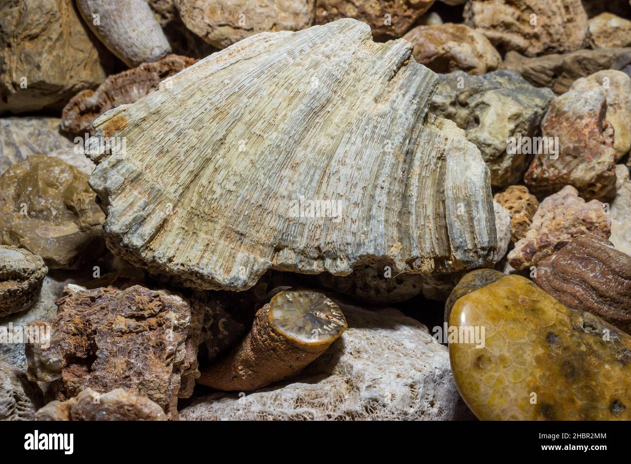 Collection of fossilized fossil sponges and corals. Carboniferous ...