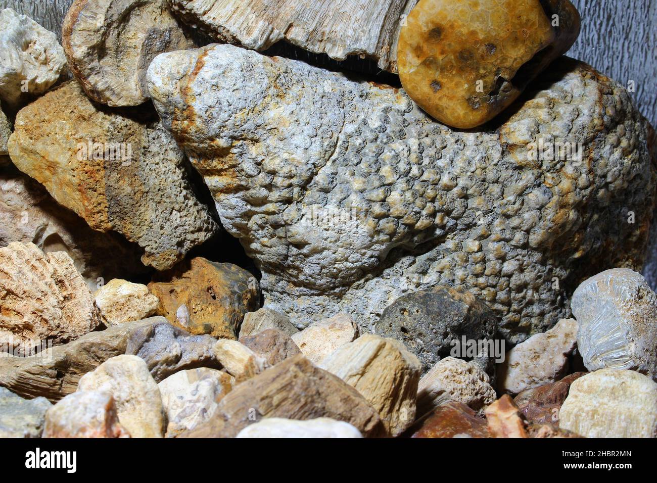 Collection of fossilized fossil sponges and corals. Carboniferous ...