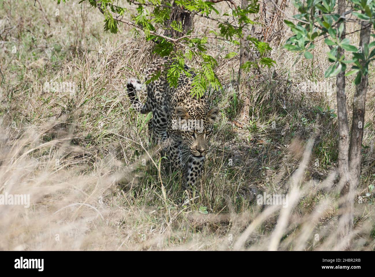 heaviliy wounded female leopard, Panthera pardus, stalking injured ...