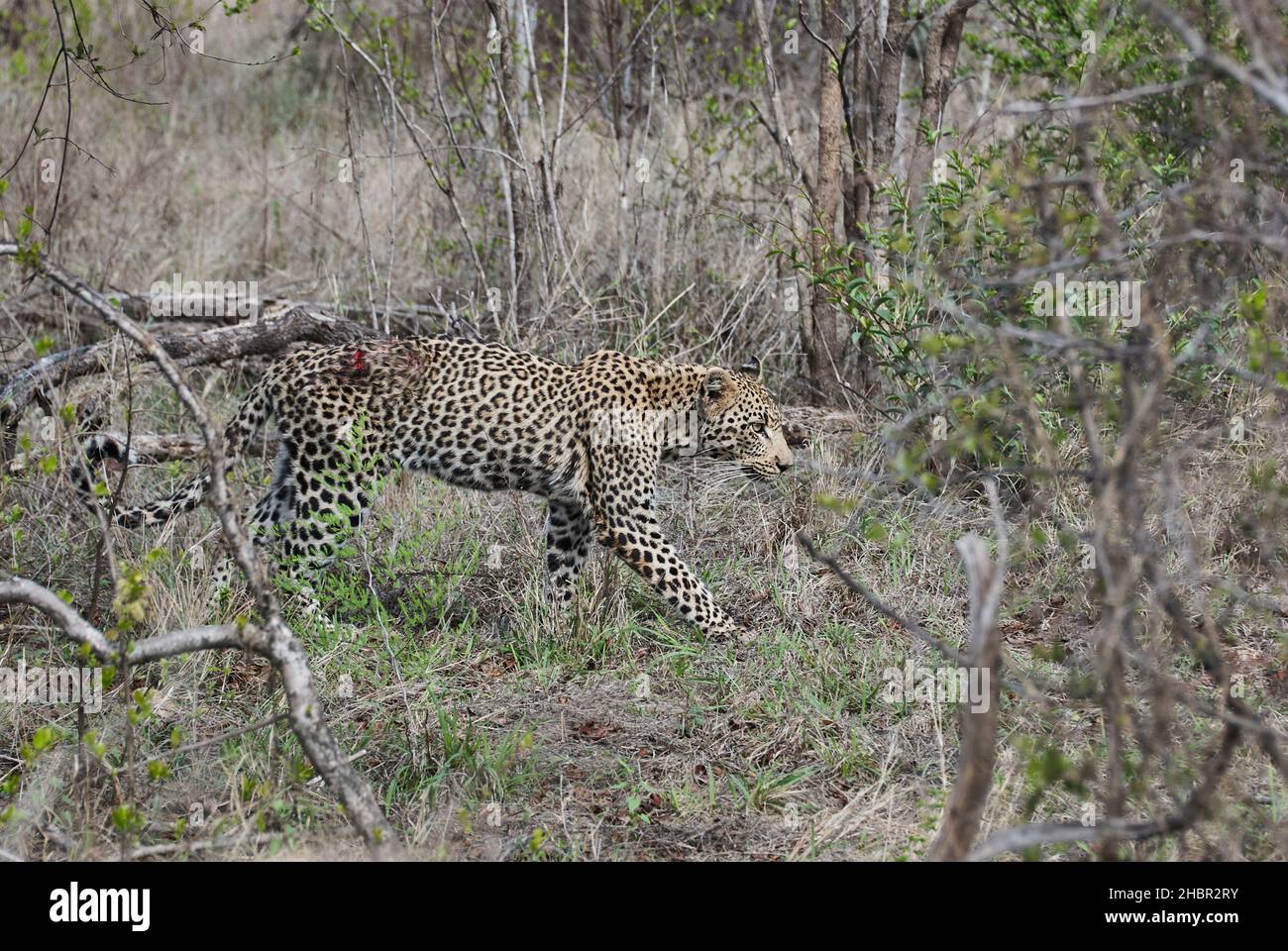 heaviliy wounded female leopard, Panthera pardus, stalking injured ...