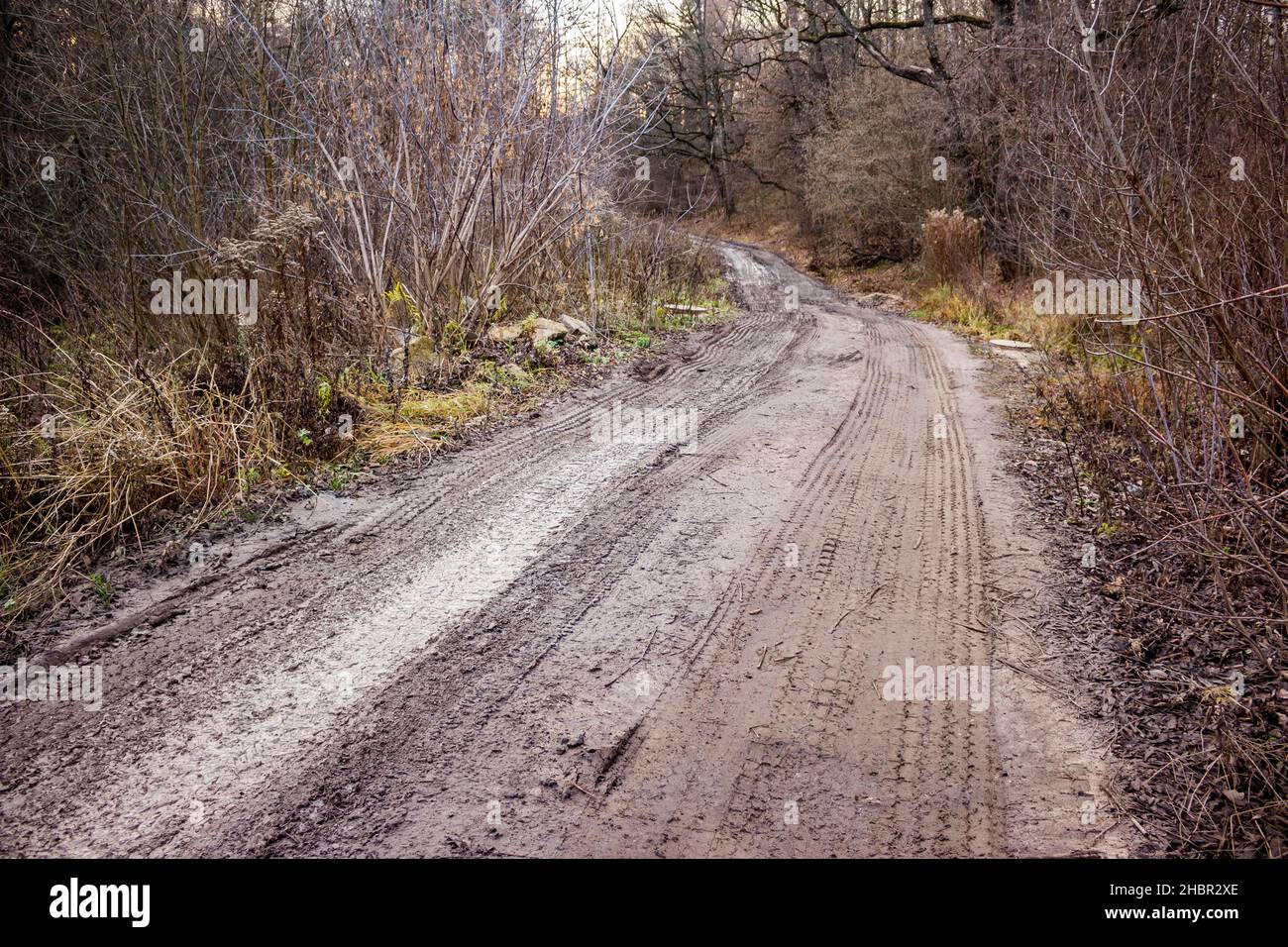 Off-road in the woods, dirty dirt road Stock Photo - Alamy