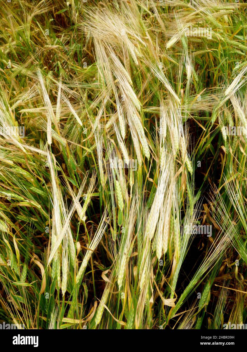 Agricultural rye field under sky with clouds. Close-up. Harvest theme ...