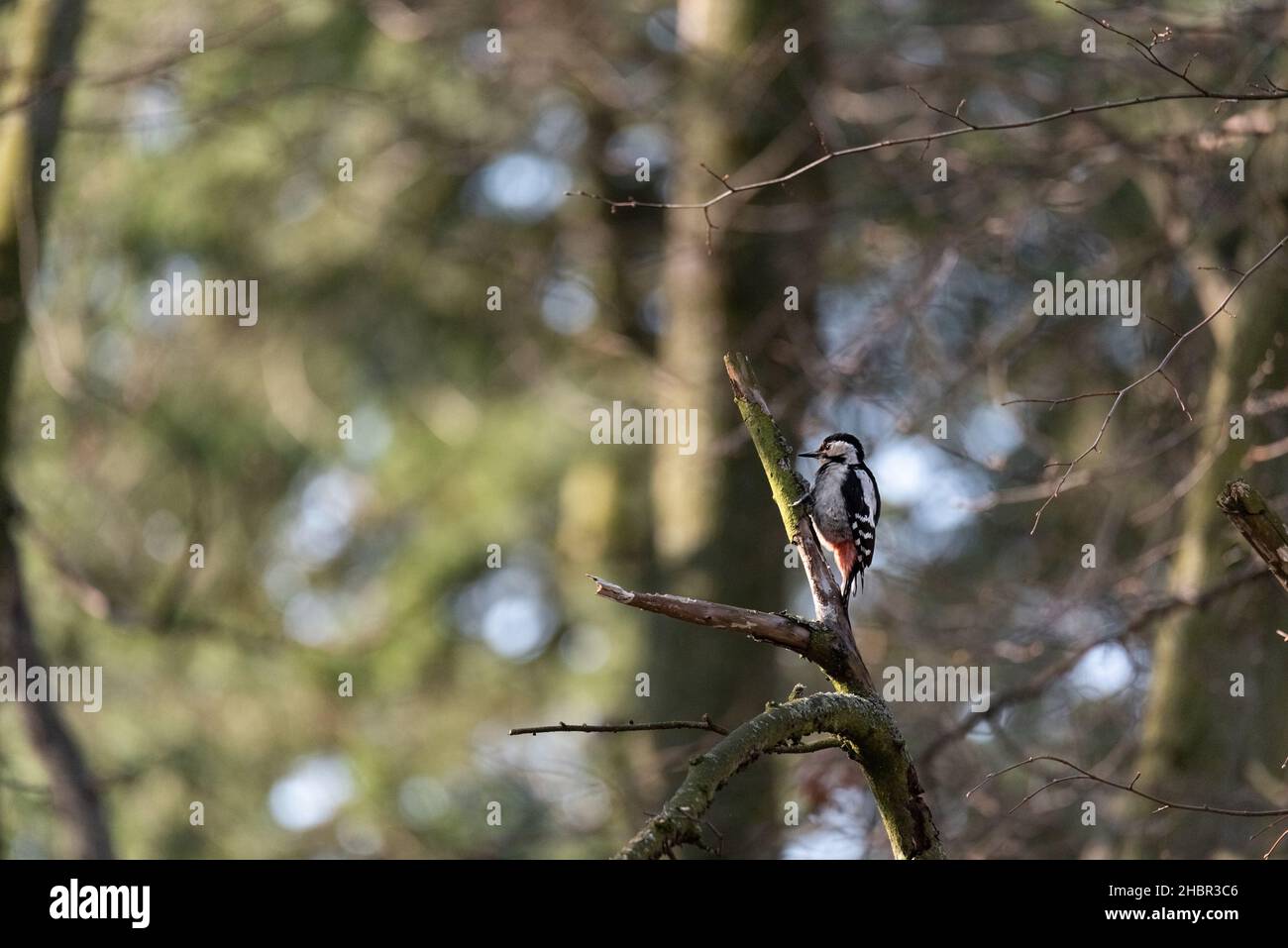 A woodpecker on a tree. A useful bird that eats pests of trees. A wild ...