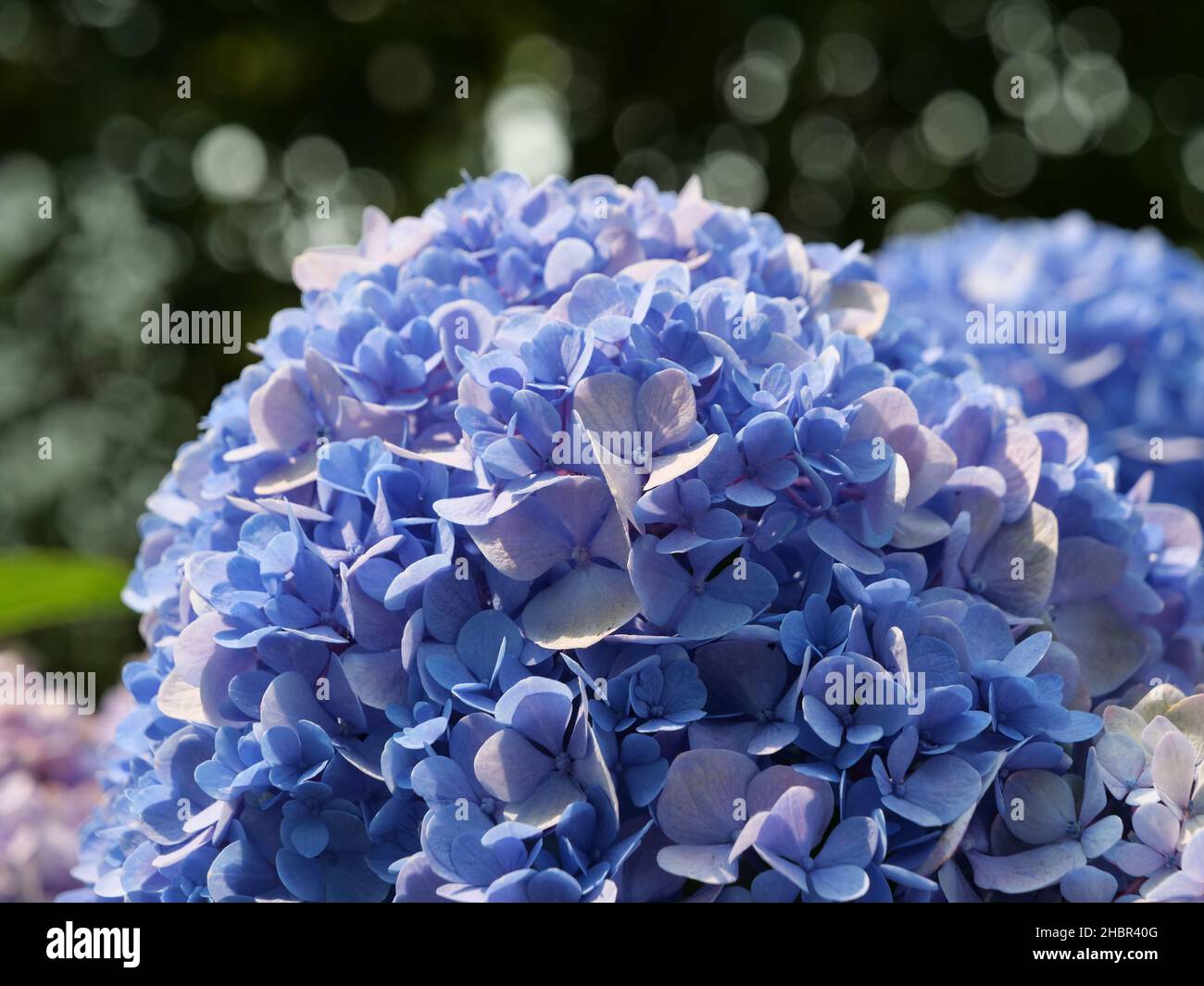 Closeup shot blue hydrangeas hi-res stock photography and images - Alamy