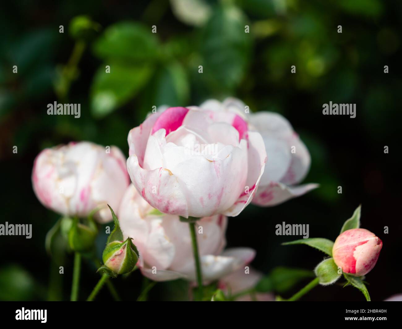 A closeup shot of beautiful peonies growing in a garden Stock Photo - Alamy