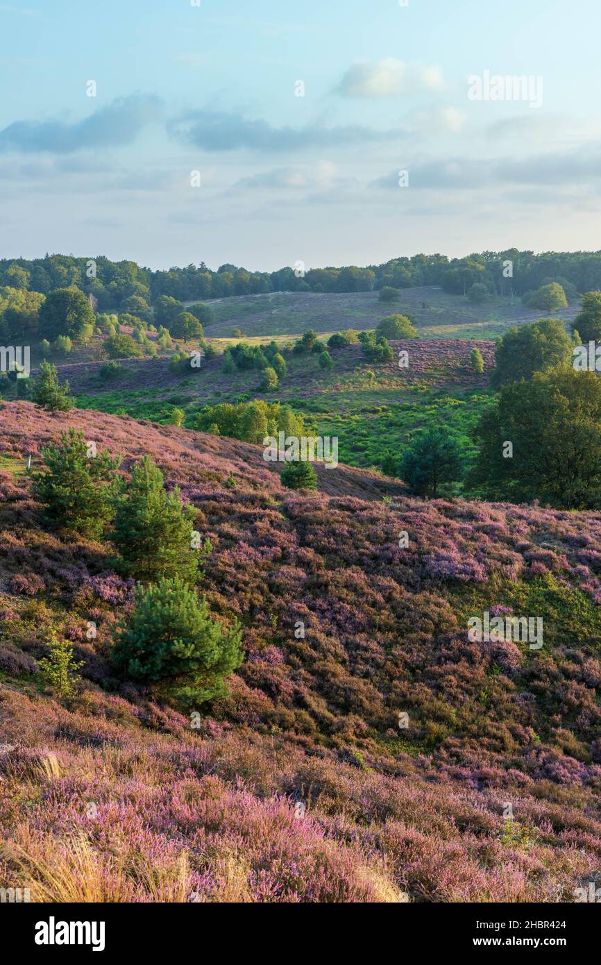 Booming heather fields at the Posbank, National park Veluwezoom, the ...