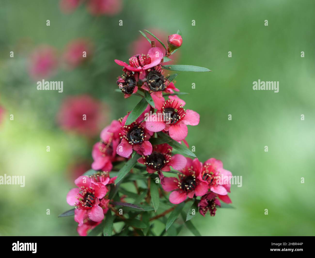 A closeup shot of tea tree blossoms growing in a garden Stock Photo - Alamy
