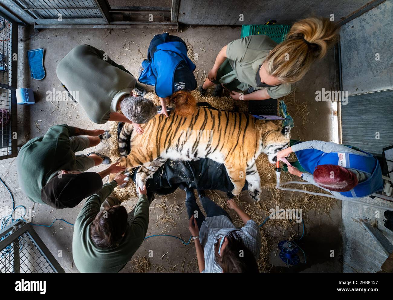 Review of the Year 2021. File photo dated 15/09/21 of Vladimir, an Amur ...