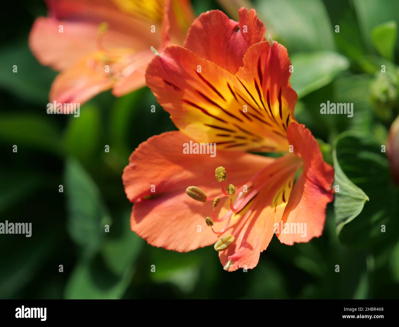 Alstroemeria bush hi-res stock photography and images - Alamy
