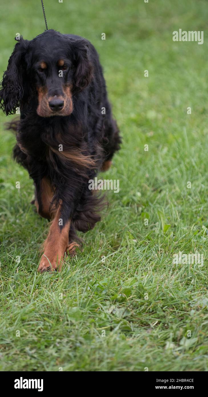 Gordon setter hi-res stock photography and images - Alamy
