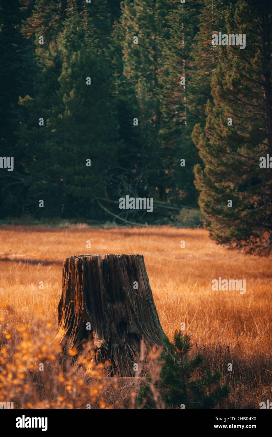 Tree trunk at lake tahoe hi-res stock photography and images - Alamy