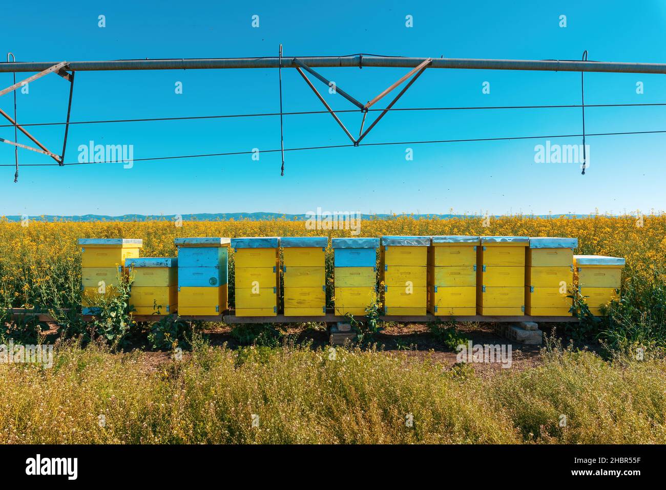 Beehive boxes in blooming rapeseed field, honey bees performing ...