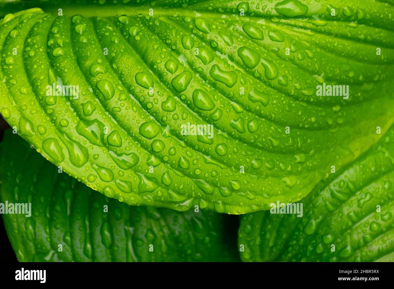 dew on the leaf in the garden. green plant closeup. natural wet texture ...