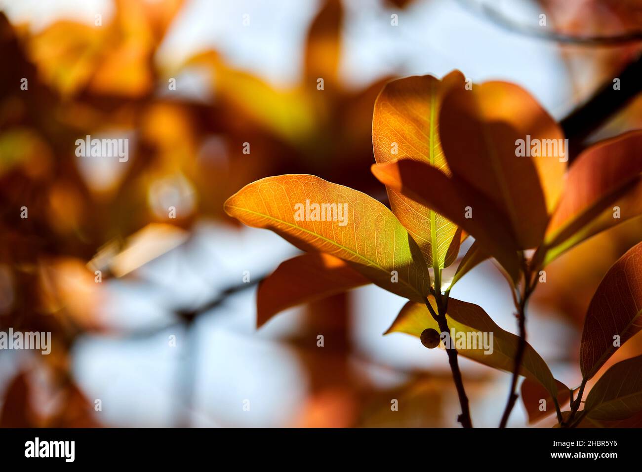 Early growth leaves hi-res stock photography and images - Alamy