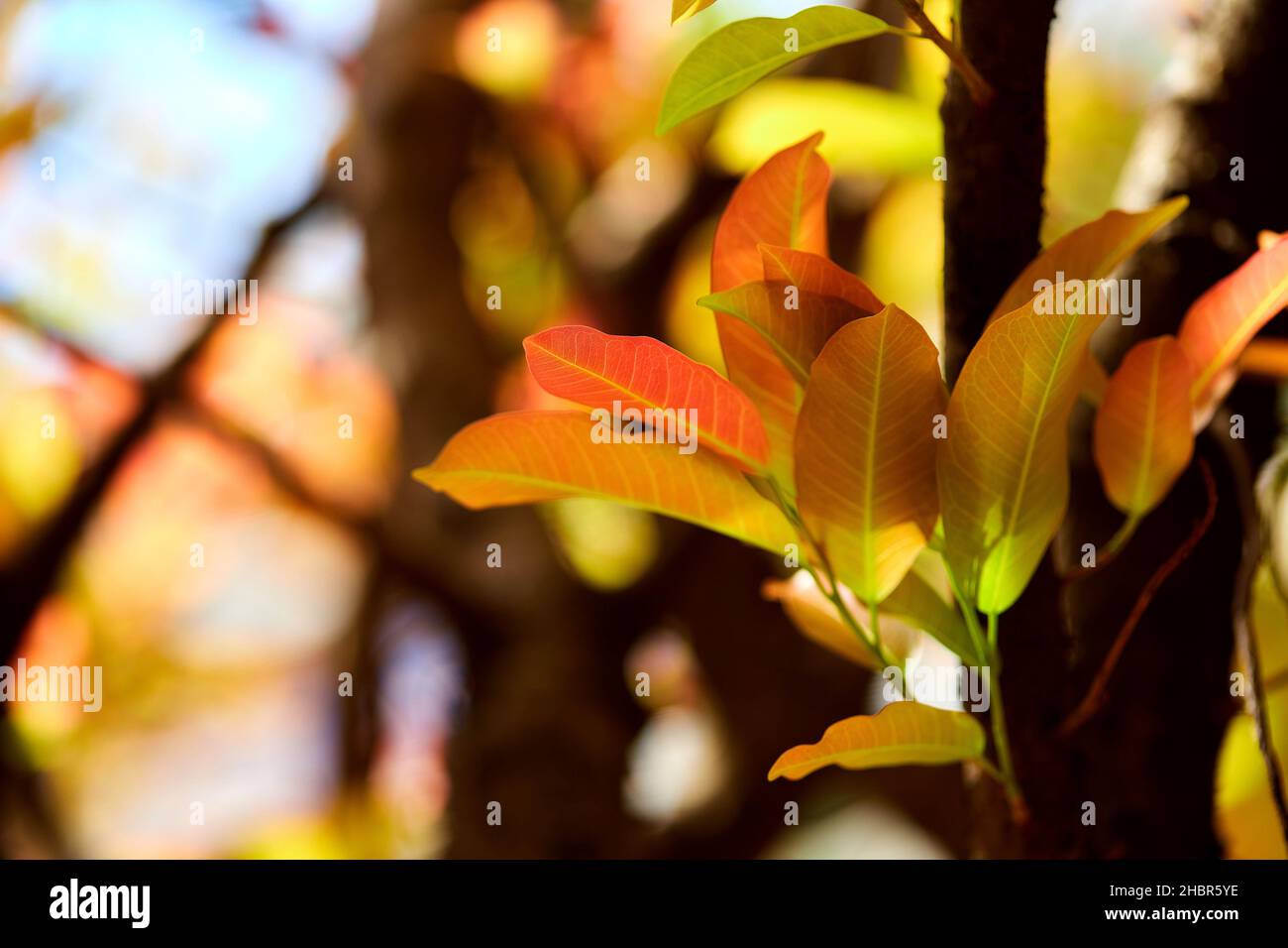 Early growth leaves hi-res stock photography and images - Alamy
