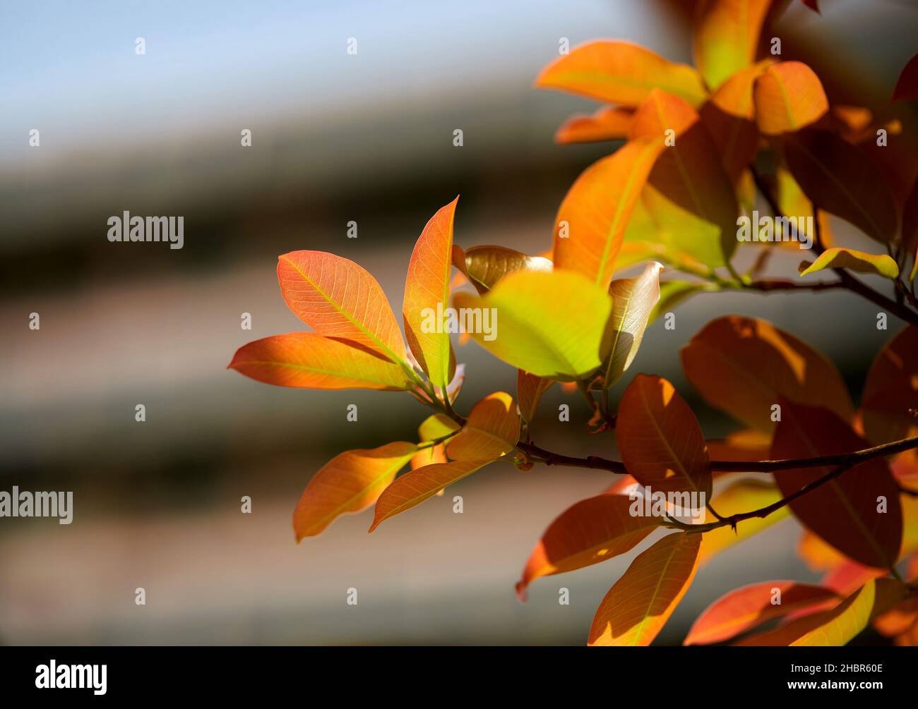 Early spring symbol hi-res stock photography and images - Alamy