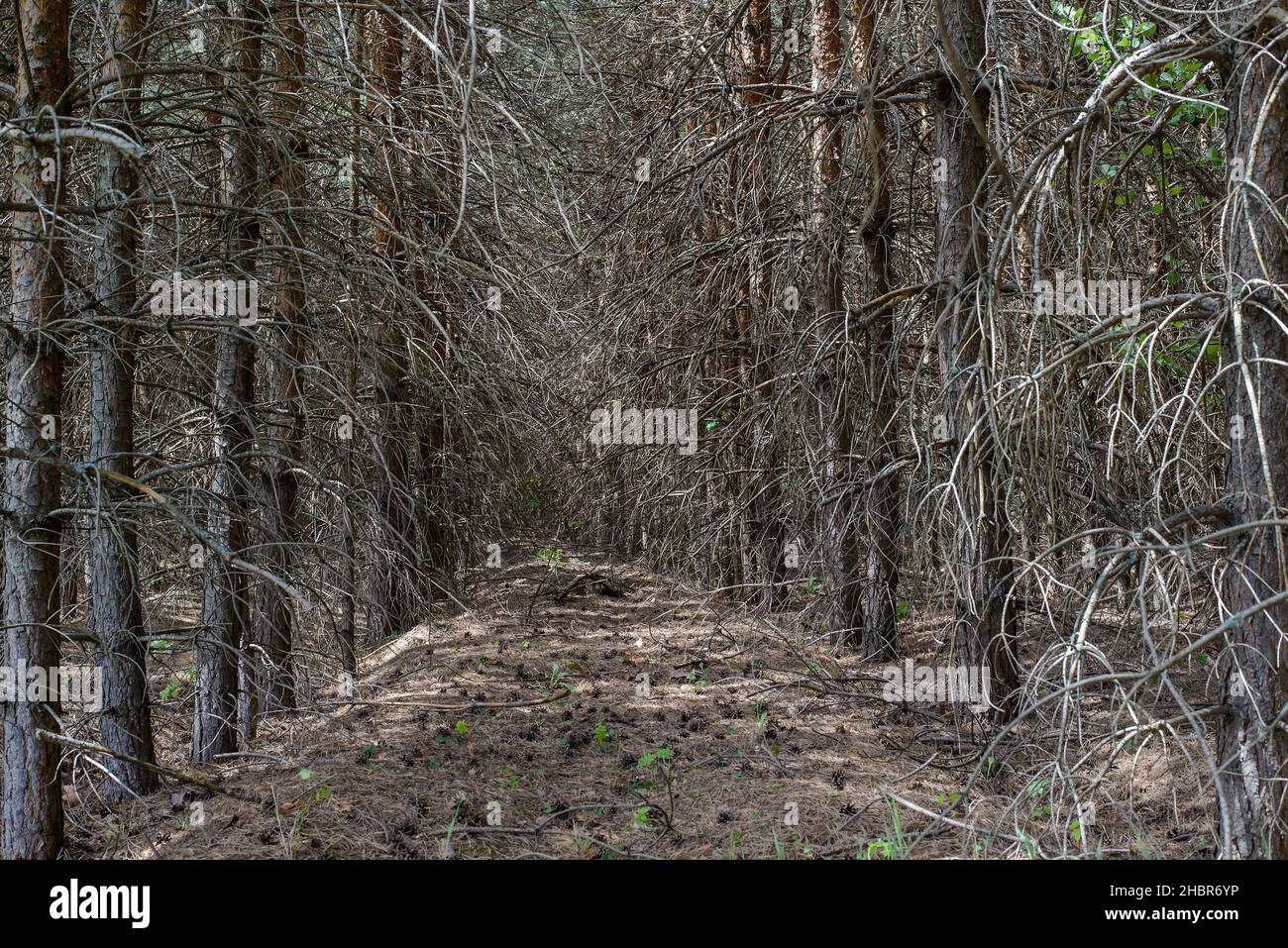 Dry trees with protruding branches in a gloomy dark spruce forest Stock ...