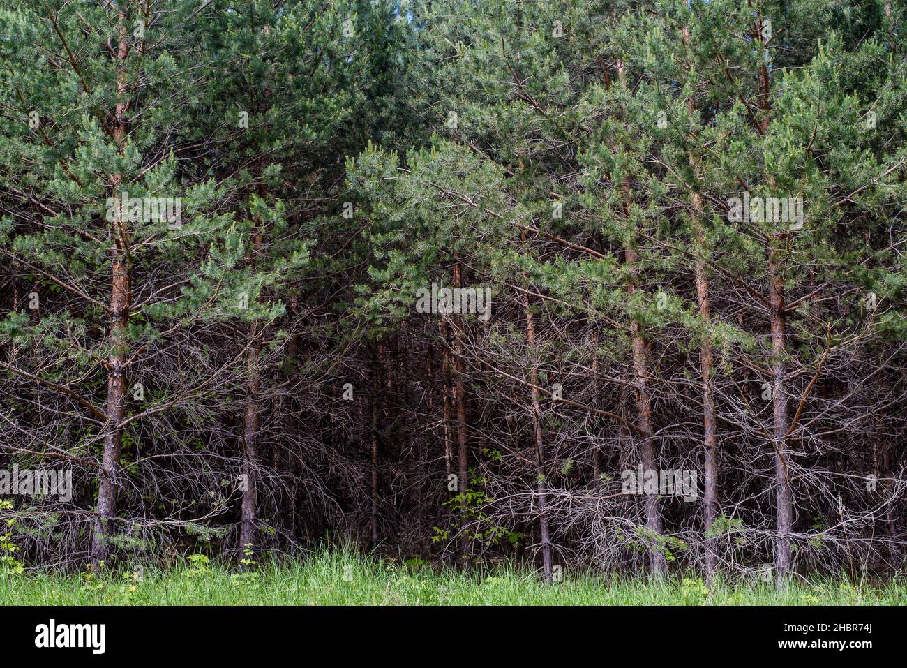 Dry trees with protruding branches in a gloomy dark spruce forest Stock ...