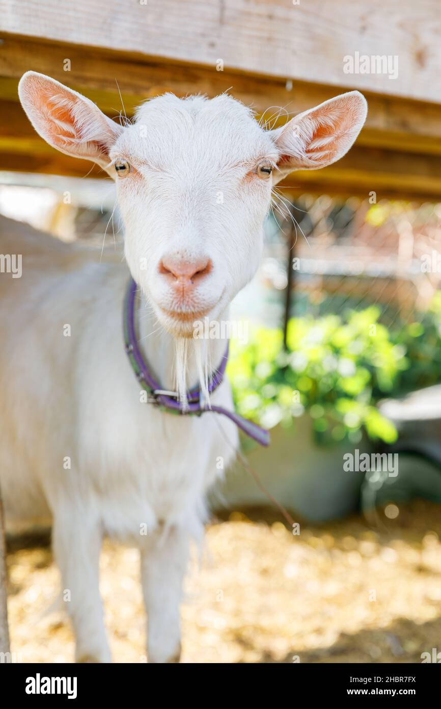 Cute free range goatling on organic natural eco animal farm freely ...