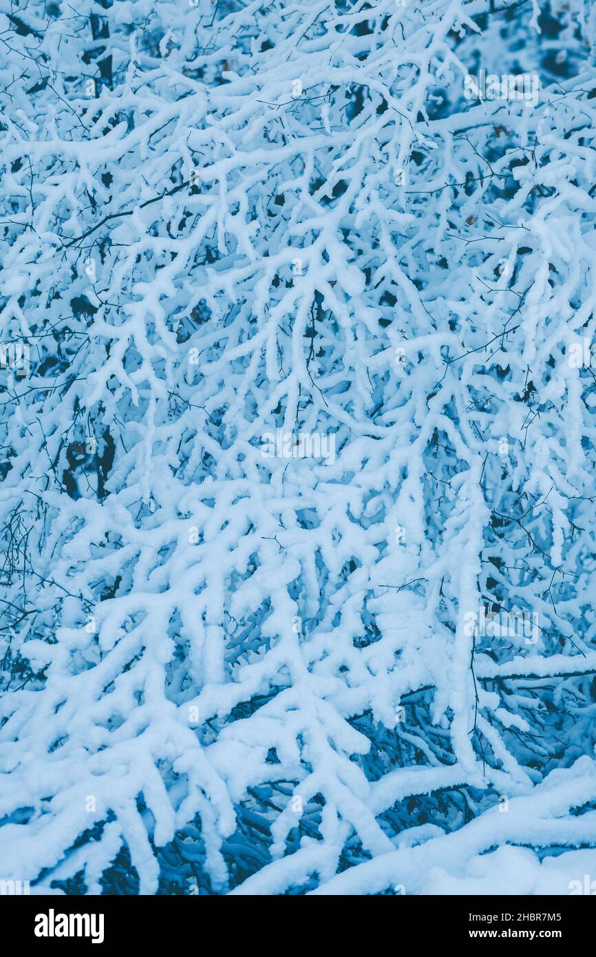 Intertwined trees in forest hi-res stock photography and images - Alamy