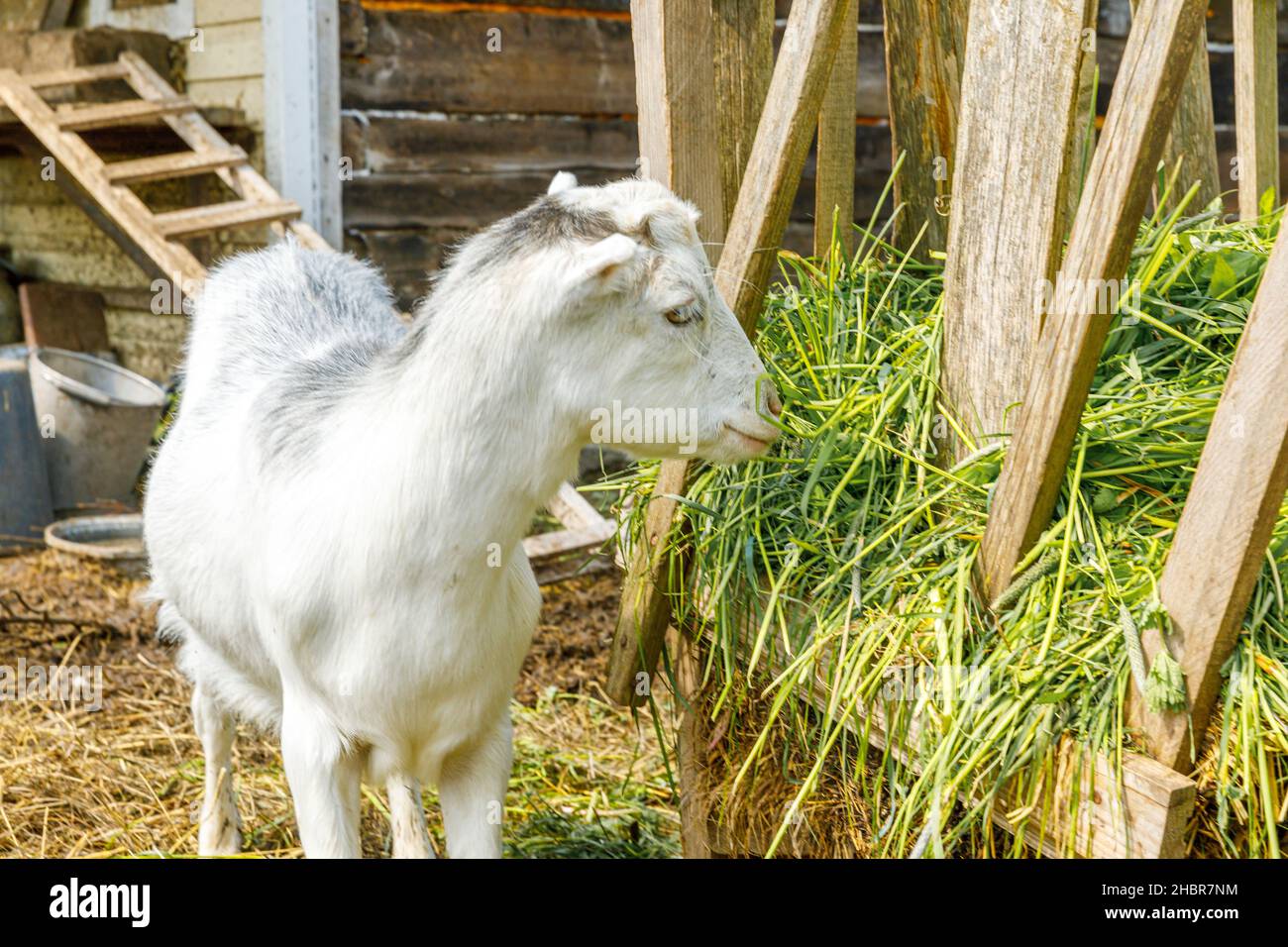 Modern animal livestock. Cute goat relaxing in yard on farm in summer ...
