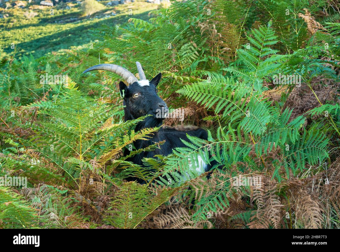 Rare breed of goat hi-res stock photography and images - Alamy