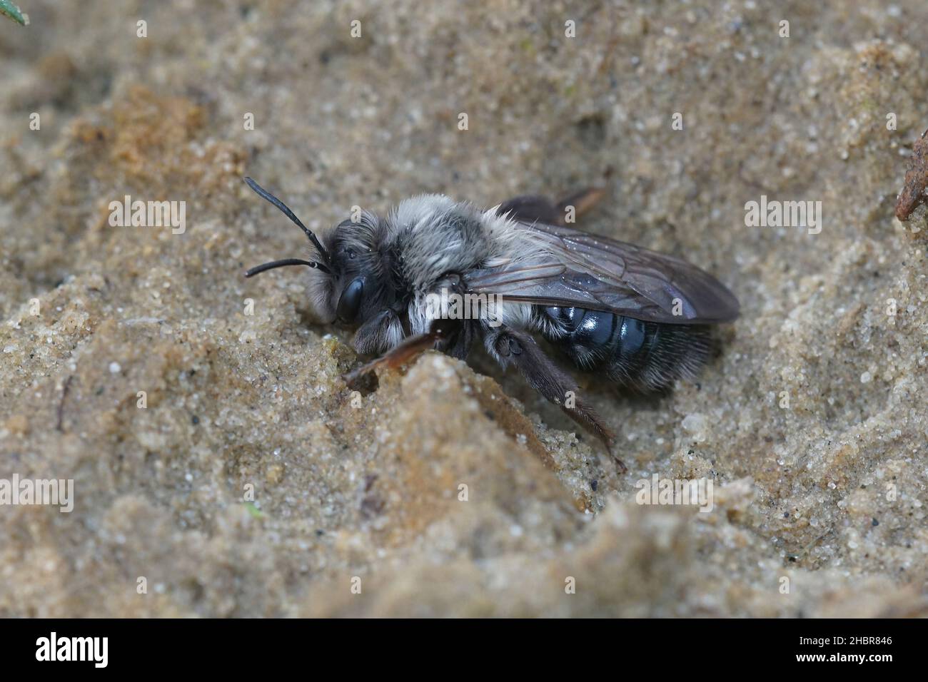 A female grey backed mining bee, Andrena vaga on sandy soilafter ...