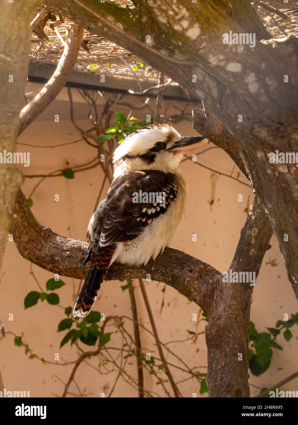 Zoo park lanzarote hi-res stock photography and images - Alamy
