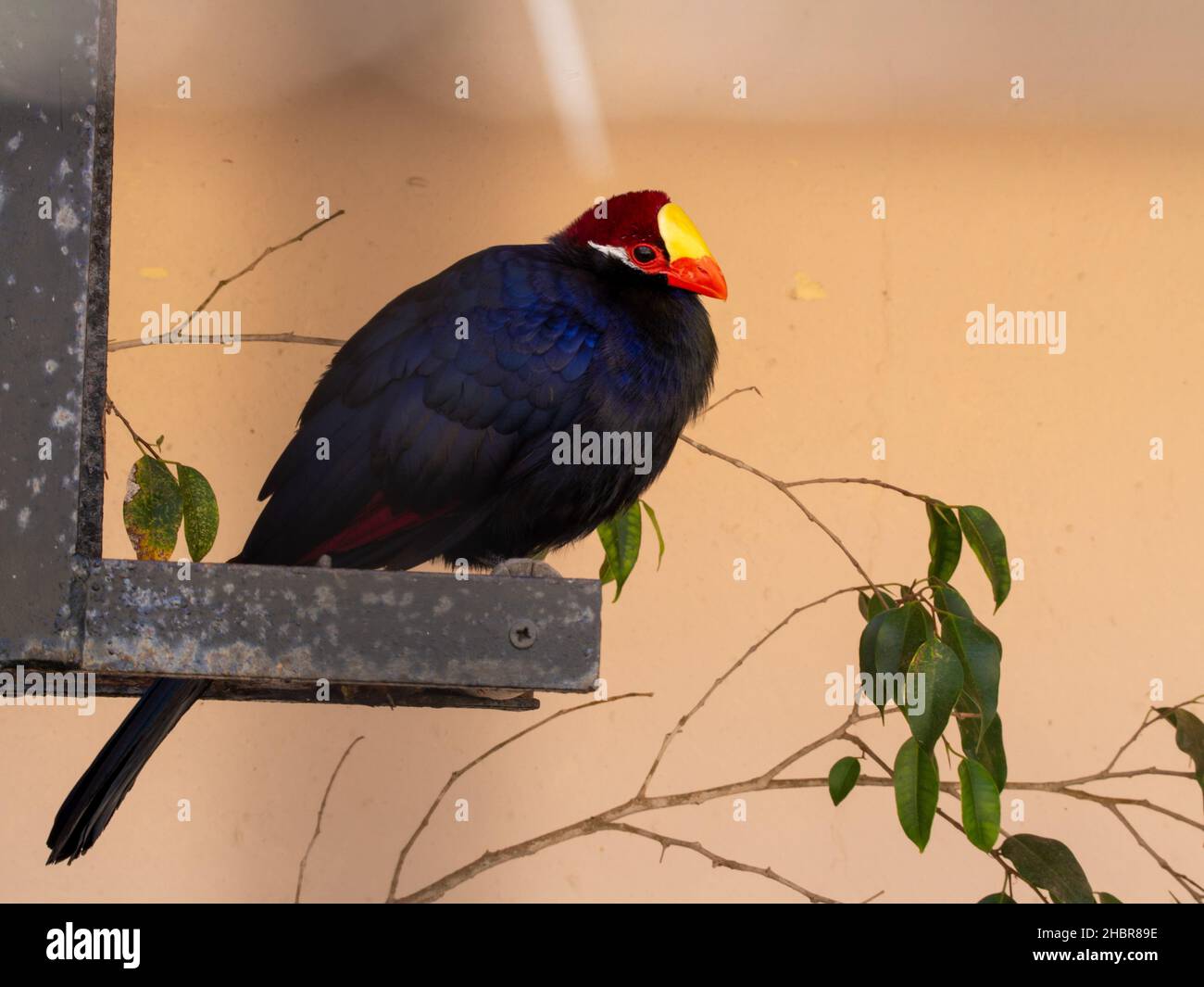animals and birds at rancho Texas Lanzarote Stock Photo - Alamy