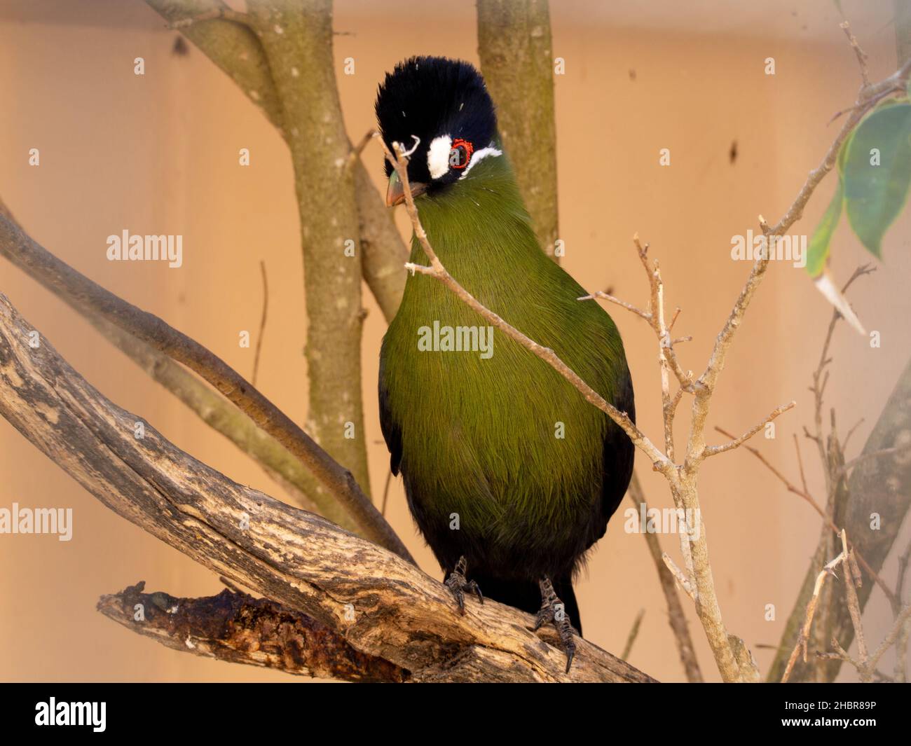 animals and birds at rancho Texas Lanzarote Stock Photo - Alamy