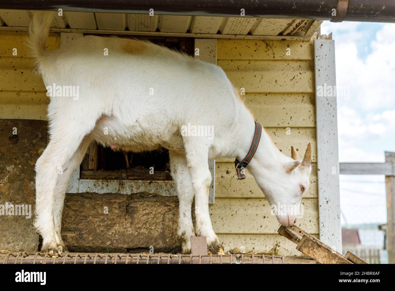Cute free range goatling on organic natural eco animal farm freely ...