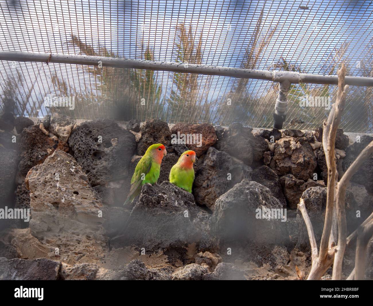 Zoo park lanzarote hi-res stock photography and images - Alamy