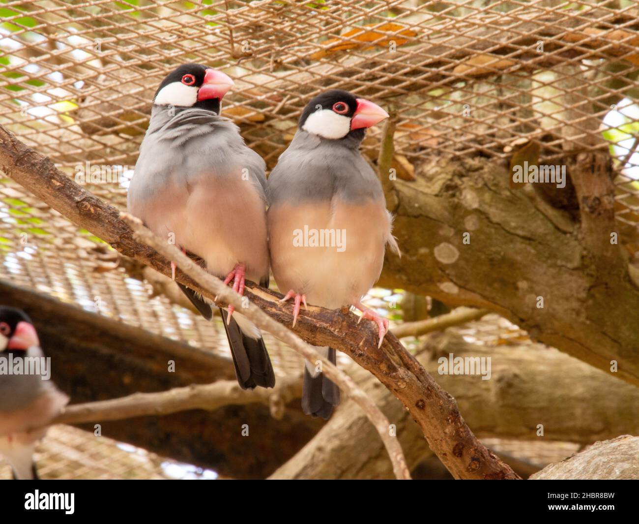 Zoo park lanzarote hi-res stock photography and images - Alamy
