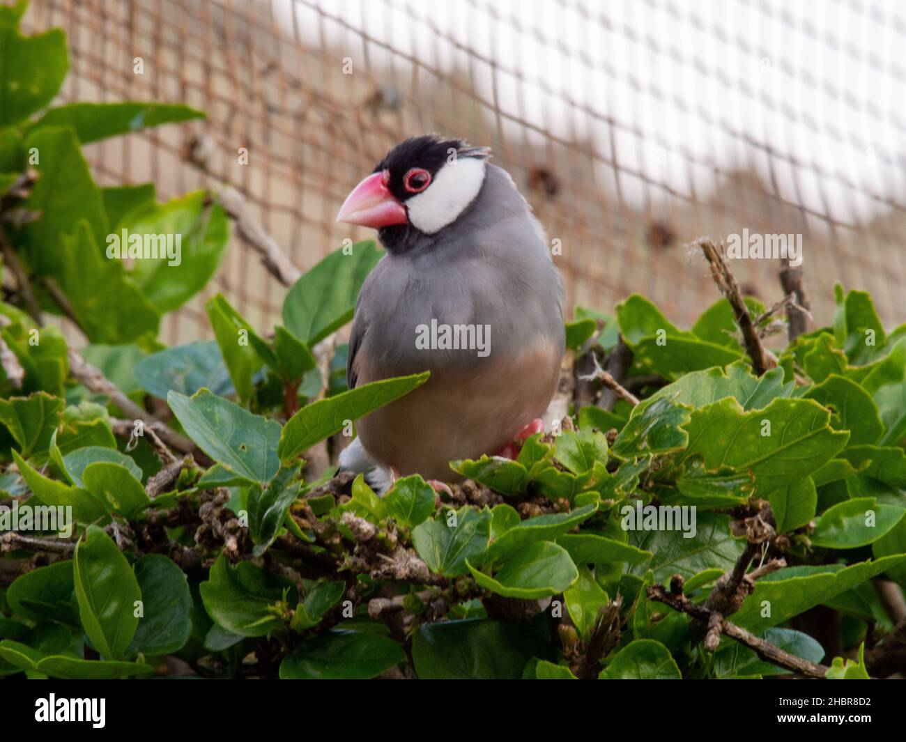 animals and birds at rancho Texas Lanzarote Stock Photo - Alamy