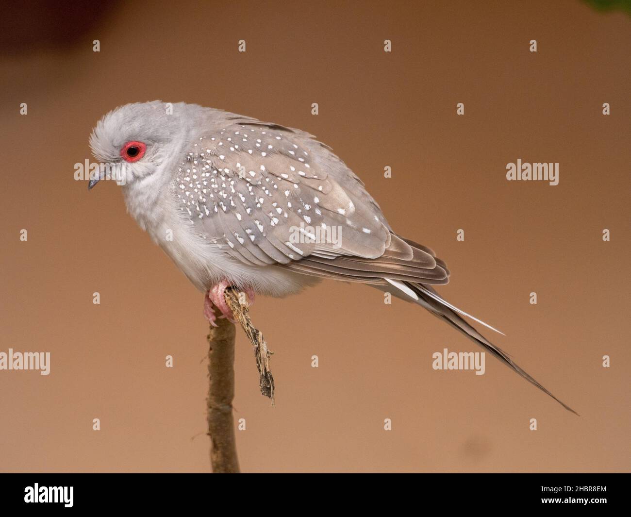 animals and birds at rancho Texas Lanzarote Stock Photo - Alamy