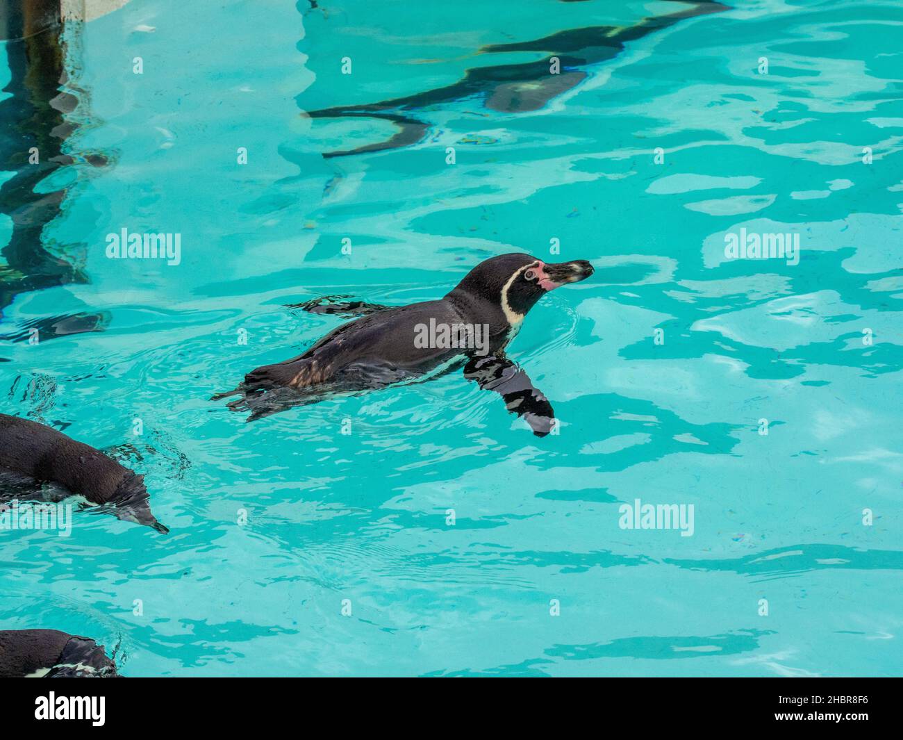 Ranch texas lanzarote zoo hi-res stock photography and images - Alamy
