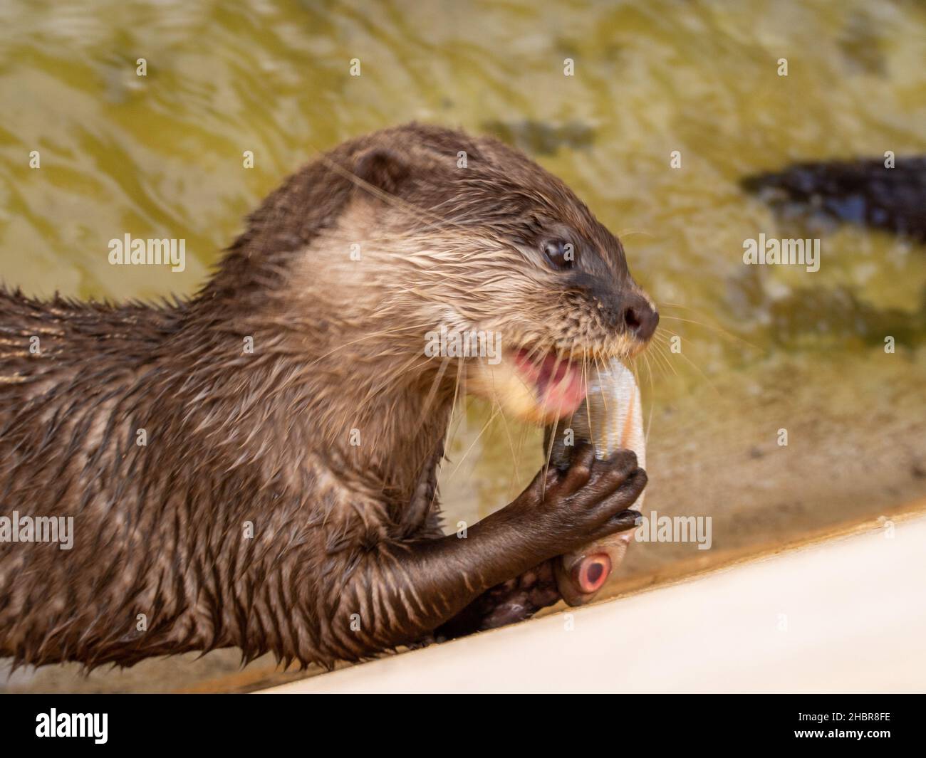 animals and birds at rancho Texas Lanzarote Stock Photo - Alamy